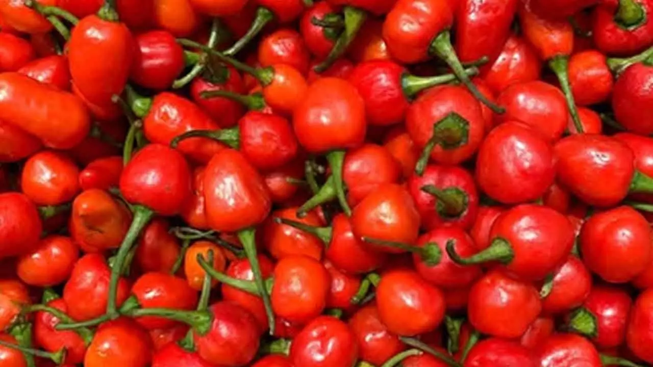 APEDA boosts Sikkim’s Dalle Chilly export to the Solomon islands ...